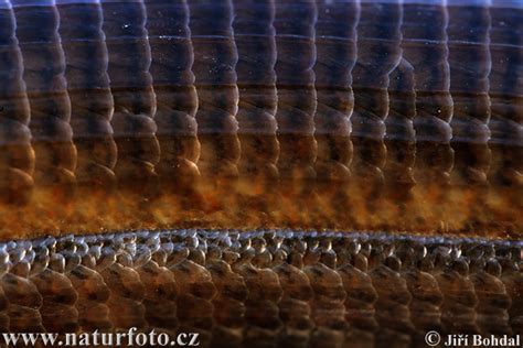Legless Lizard Photos Legless Lizard Images Nature Wildlife Pictures