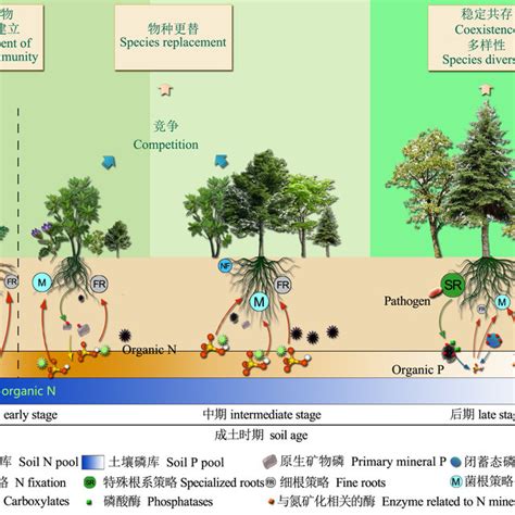Classification Of Plant Nutrient Acquisition Strategies 图1 植物养分捕获策略的分类。 Download Scientific