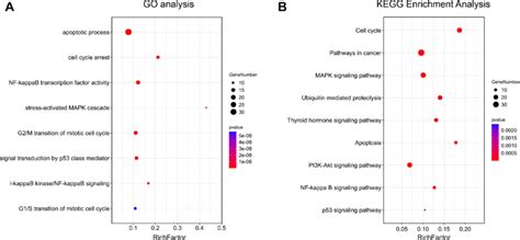 Functional Enrichment Analysis A Go Biological Process Bp