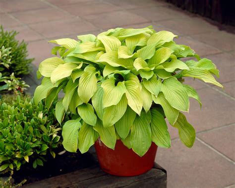 Hosta Sum And Substance Bare Roots — Buy Plantain Lilies Online At Farmer Gracy Uk