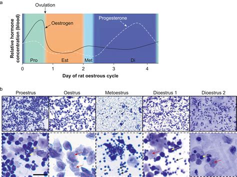 Oestrous Cycle Affects Emergence From Anaesthesia With Dexmedetomidine But Not Propofol