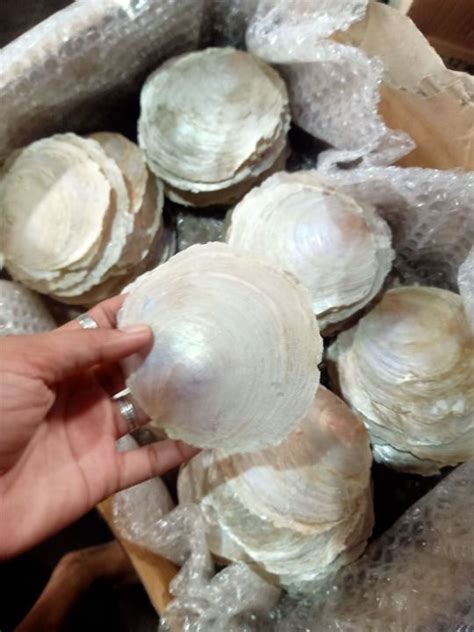 Capiz Shells Original Size Curve Washed Washed 100pcs Lazada Ph