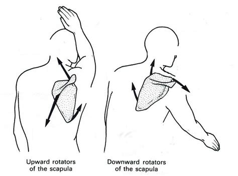 Coupling Motions Of The Scapula Diagram Quizlet