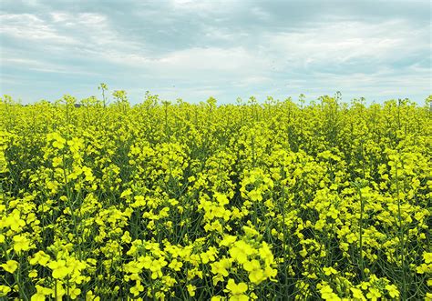 Canola Rutec Pty Ltd