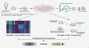 Integrating Single Cell Imaging And RNA Sequencing Datasets Links Differentiation And