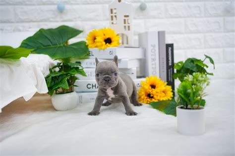 프렌치불독분양 사랑스러운 애기 강아지 꿍이 웰시코기분양 프렌치불독분양 보스턴테리어분양 이탈리안그레이하운드분양 베들링턴테리어분양 셔틀랜드쉽독분양 코카스파니엘분양 퍼그분양