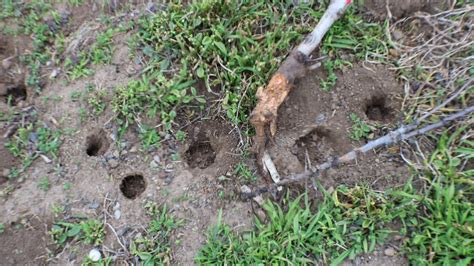 How To Make Gopher Baskets For Trees At Roger Monday Blog