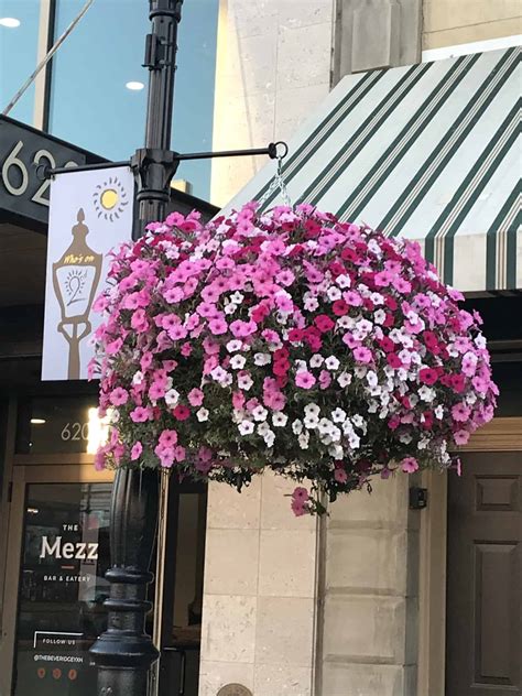 Prebook Services Suntaira Growers Planters Hanging Baskets And More
