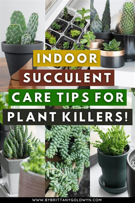 Indoor Succulent Care Pin By Brittany Goldwyn Live Creatively