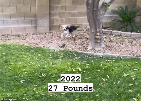 Obese Rescue Beagle Loses 63lbs After Going On Strict Health Regimen