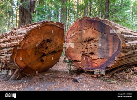 Huge Old Redwoodn Tree Cut In Two Pieces Laying On The Ground In The