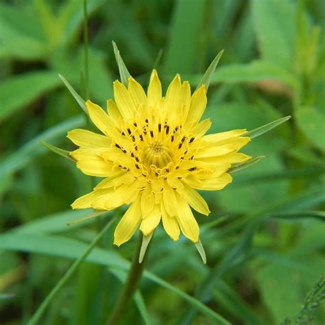☯️ Where To Place Yellow Salsify In Feng Shui Characteristics Direction And Companion Planting