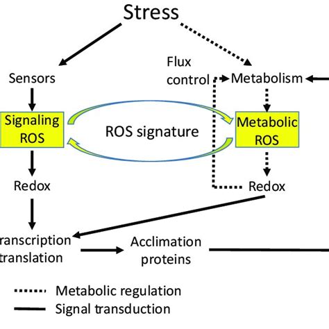 The Role Of Reactive Oxygen Species Ros In Abiotic Stress