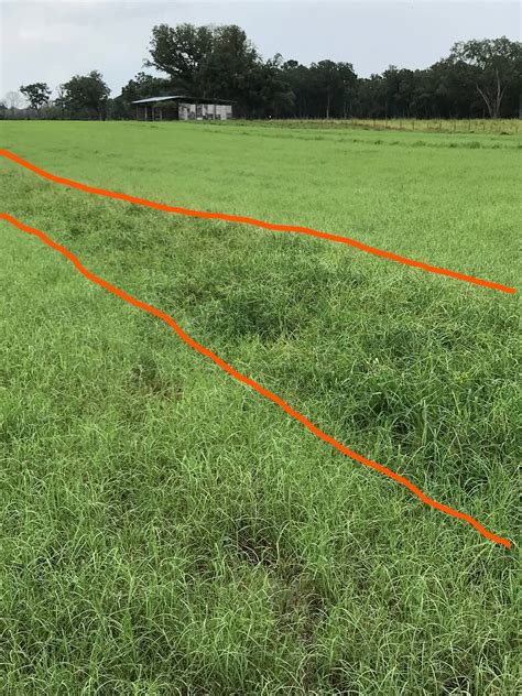 Question Of The Day How Do I Get Rid Of Crabgrass In My Bermudagrass