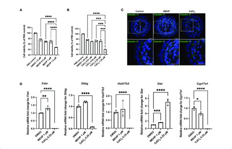 Rat Testicular Organoids Allow For Modeling Reproductive Toxicity