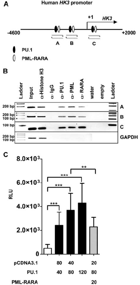 Pu1 And Pml Rara Are Direct Regulators Of The Hk3 Promoter A