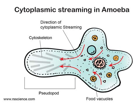 What Is Cytoplasmic Streaming Rs Science