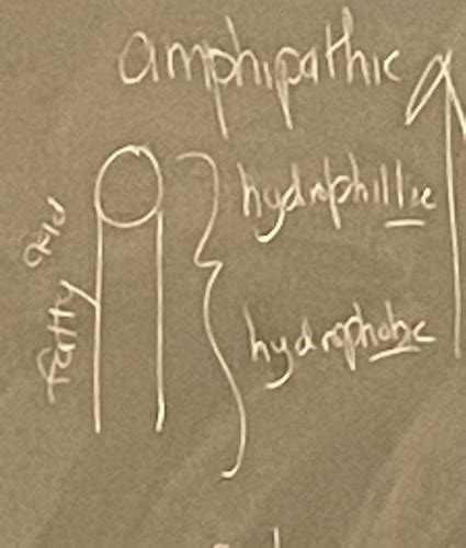 Chapter 3 Macromolecules Flashcards Quizlet