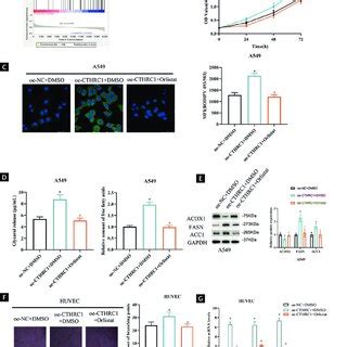 CTHRC1 Promotes Angiogenesis In LUAD Cells By Regulating FA Metabolism
