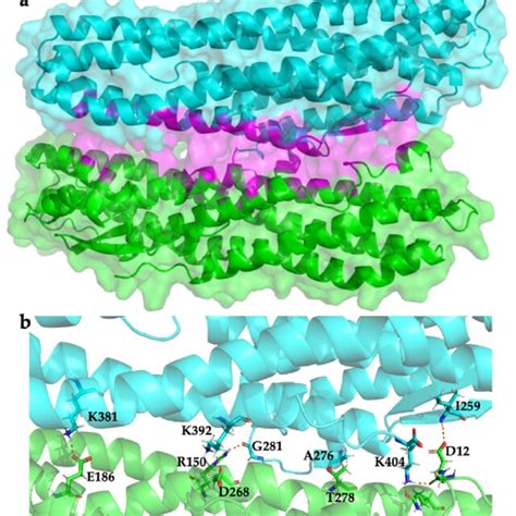 H Bond And Salt Bridge Interactions In Model M1r2 Download Scientific Diagram