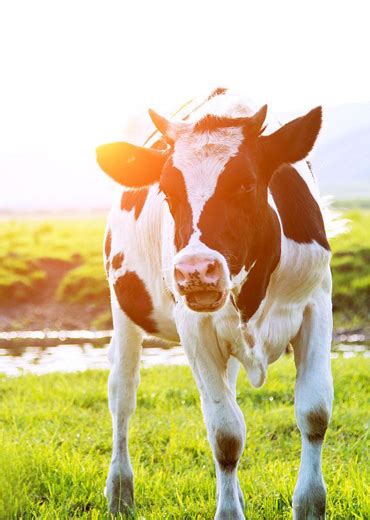 温州高驰科技 官网 丨人员卫生消毒一体机 洗手消毒闸机 卫生清洁站 鞋底清洁机 洗靴机 入口消毒门禁 专业生产厂家