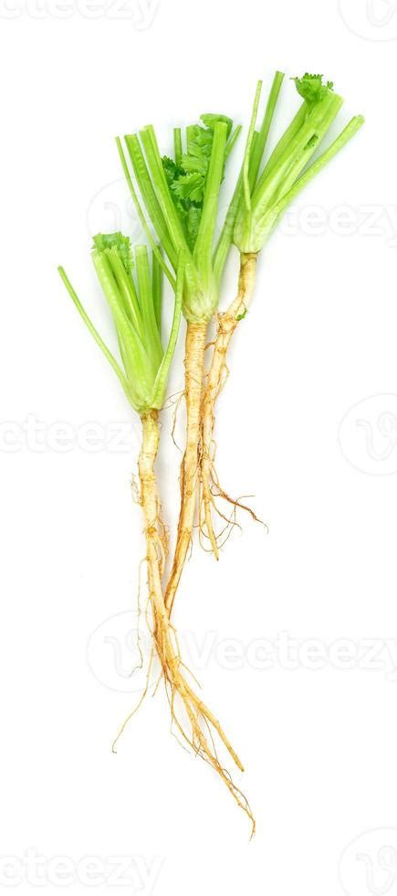 Coriander Or Cilantro Root Isolated On White Background 10738887 Stock