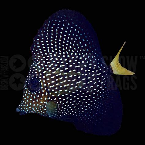 Gem Tang Bigshow Frags