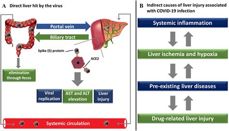 Biktarvy And Elevated Liver Enzymes