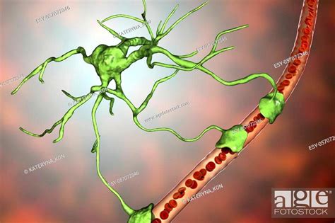 Astrocyte And Blood Vessel D Illustration Astrocytes Brain Glial Cells Also Known As
