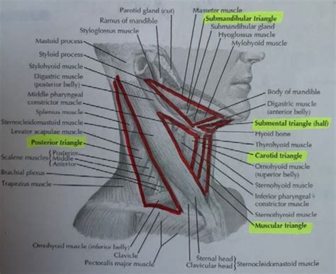 Anterior Neck Flashcards Quizlet