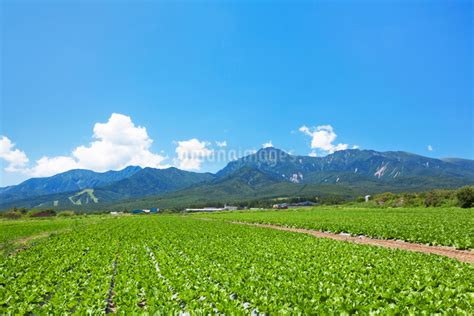 野辺山高原の白菜畑と八ヶ岳の写真素材 Fyi01496731 ストックフォトの Qlean Market