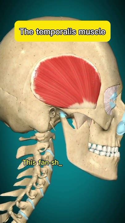 Temporalis Muscle Anatomy Function And Headaches Temporalis Anatomy Acnnlifearena Youtube Temporalis Muscle Anatomy Function And Headaches Temporalis Anatomy Acnnlifearena Youtube