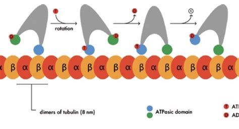 Biochemistry Kaplan Chapter 3 Flashcards Quizlet