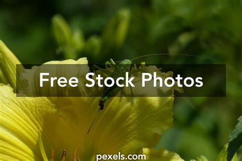 Grasshopper Jump Photos Download The Best Free Grasshopper Jump Stock