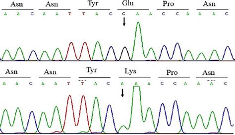 Missense Substitution In Exon 3 Of Gene Brca2 Download Scientific