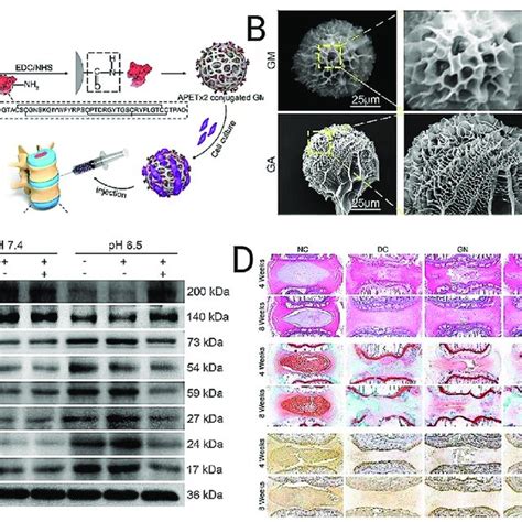 Injectable Peptide Cell Hydrogel Microspheres That Regulate