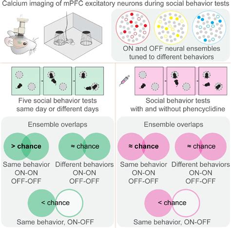Distinct And Dynamic On And Off Neural Ensembles In The Prefrontal Cortex Code Social