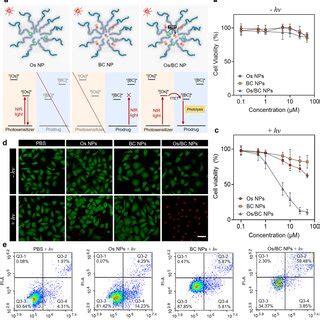 In Vitro Cytotoxicity With Photoactivatable Prodrug Activation A Download Scientific Diagram