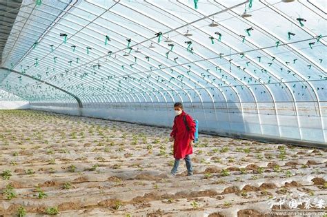 秦安县王尹镇：一棚多用探新路接茬轮作增效益图 天水在线