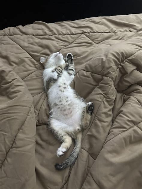 Calico Tabby Mix R Kittens