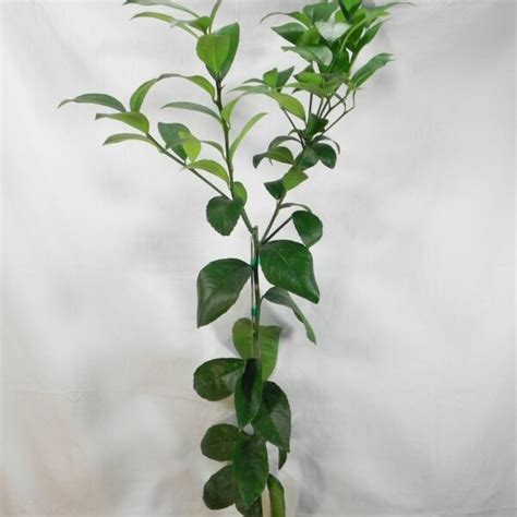 Dwarf Citrus Trees Brite Leaf Citrus Nursery