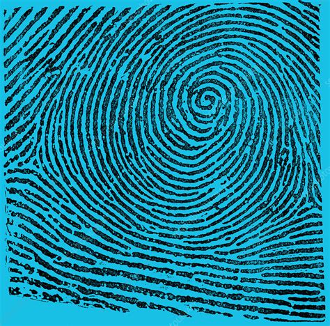 Typical Whorl Pattern 1900 Stock Image C033 4332 Science Photo