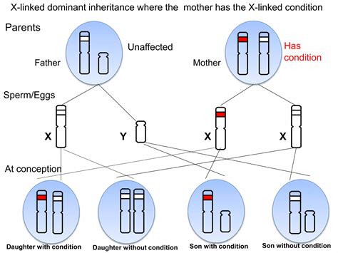 Explanation Of X Linked Inheritance Pptx