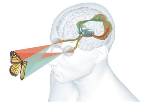 How Expectation Influences Perception Hale Plus Hearty