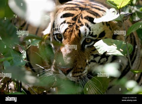 Male Tiger Panthera Tigris Kanha National Park Madhya Pradesh India