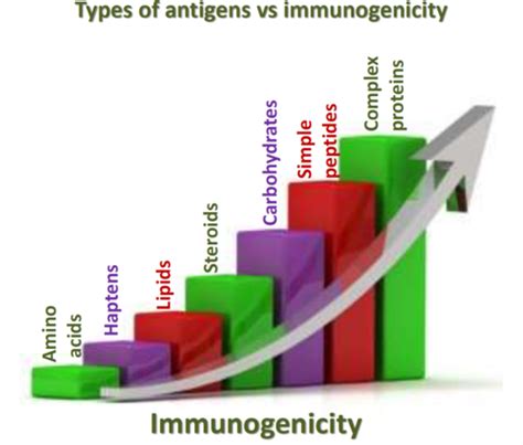 Antigen Presentation Flashcards Quizlet