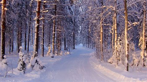 Free Download Hd Wallpaper Winter Snowy Forest Path Cold Nature