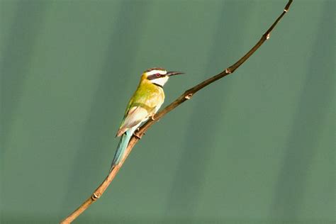 White Throated Bee Eater Birdforum
