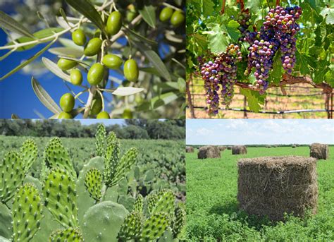 Sembradas 11031 Hectáreas Con Cultivos Perennes En La Zona Costa De