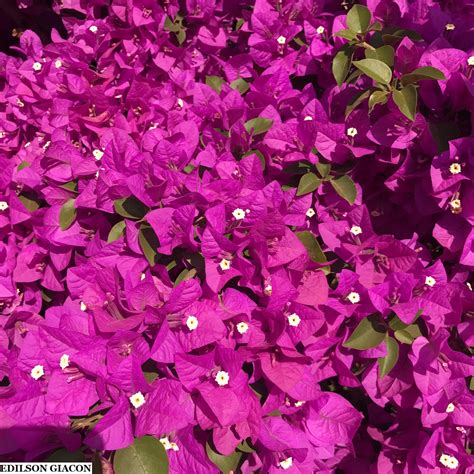 Viveiro Ciprest Plantas Nativas e Exóticas Primavera Roxa de Folhas